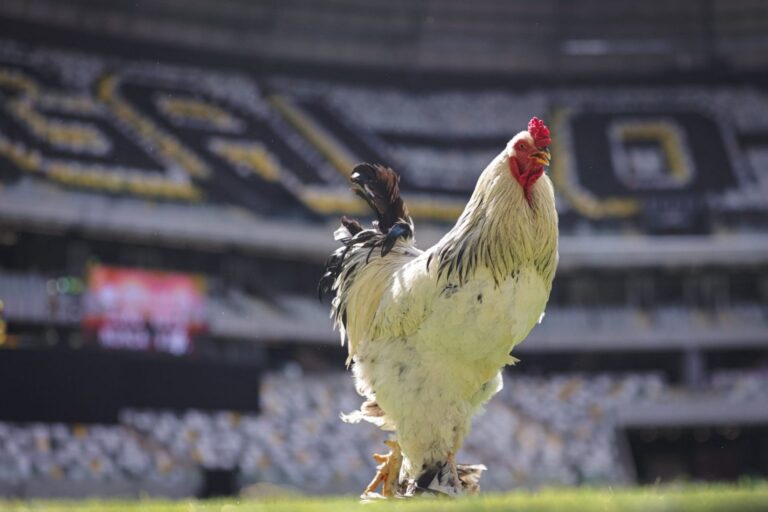 atlético Mineiro - remoção de tatuagem - Foto - Divulgaçao Atletico ...